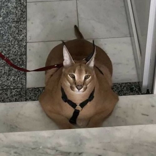 TB/FC Suðuroy/Royn 2025 Home Kit